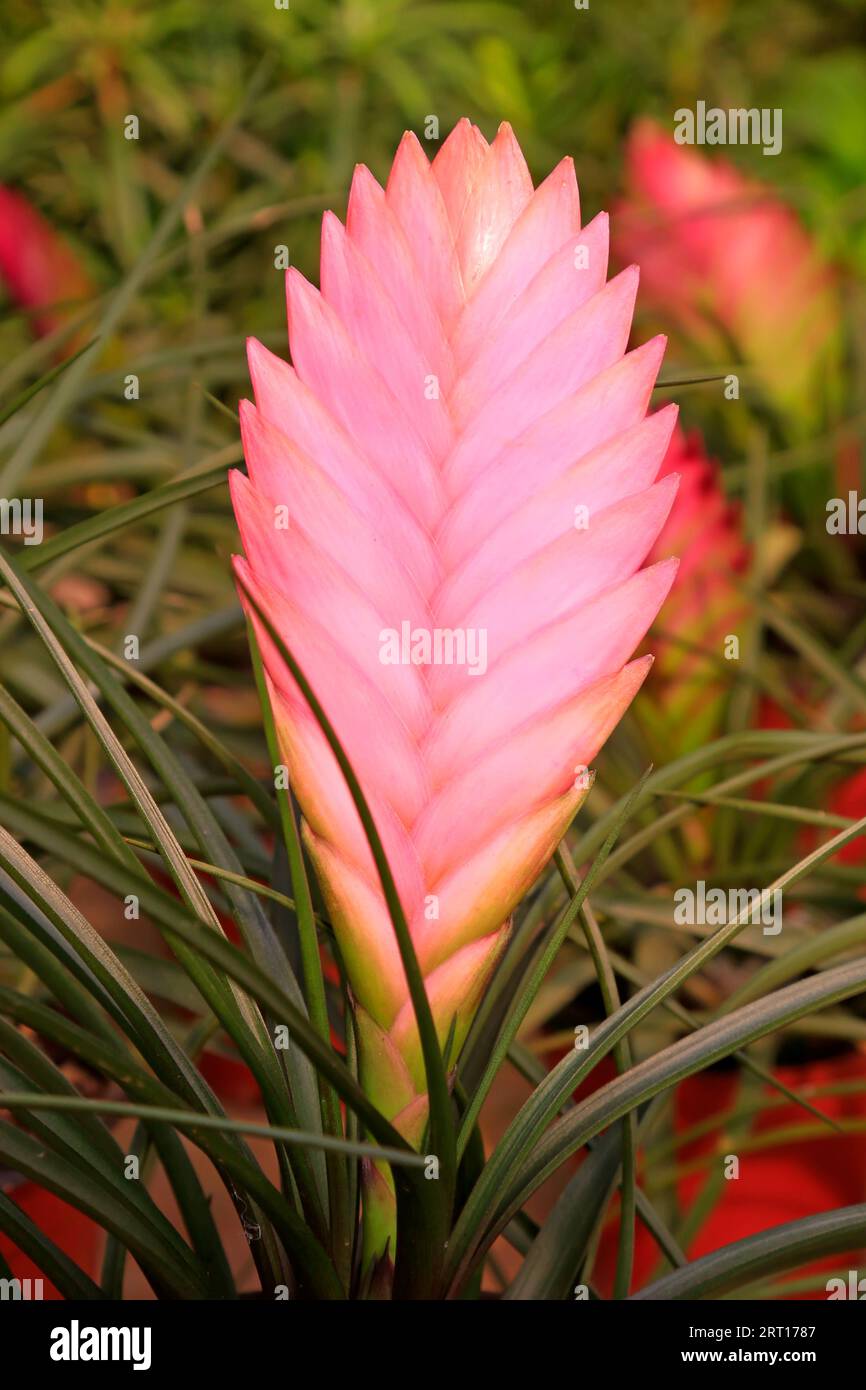 Tillandsia cyanea hi-res stock photography and images - Alamy