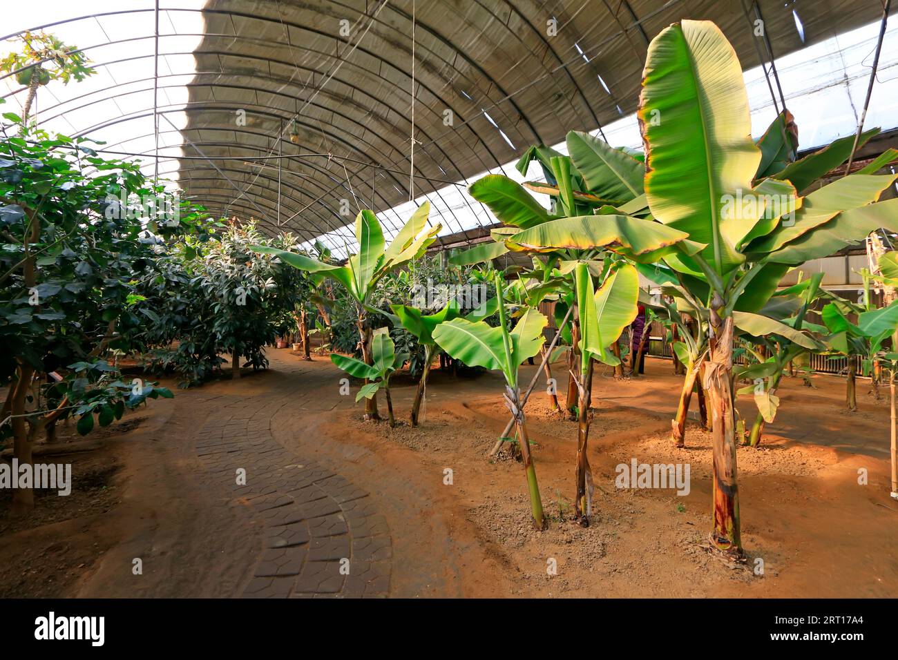 banana in a plantation Stock Photo - Alamy