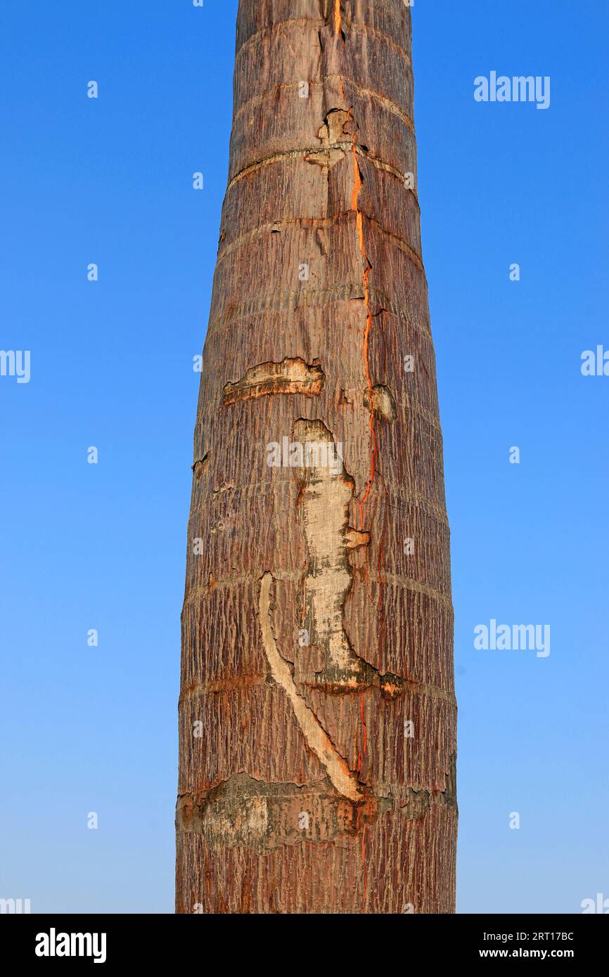 Coconut tree trunks hi-res stock photography and images - Alamy