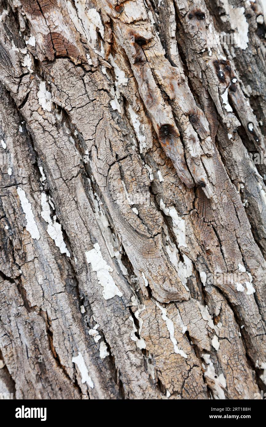 Canada Yang bark, closeup of photo Stock Photo - Alamy