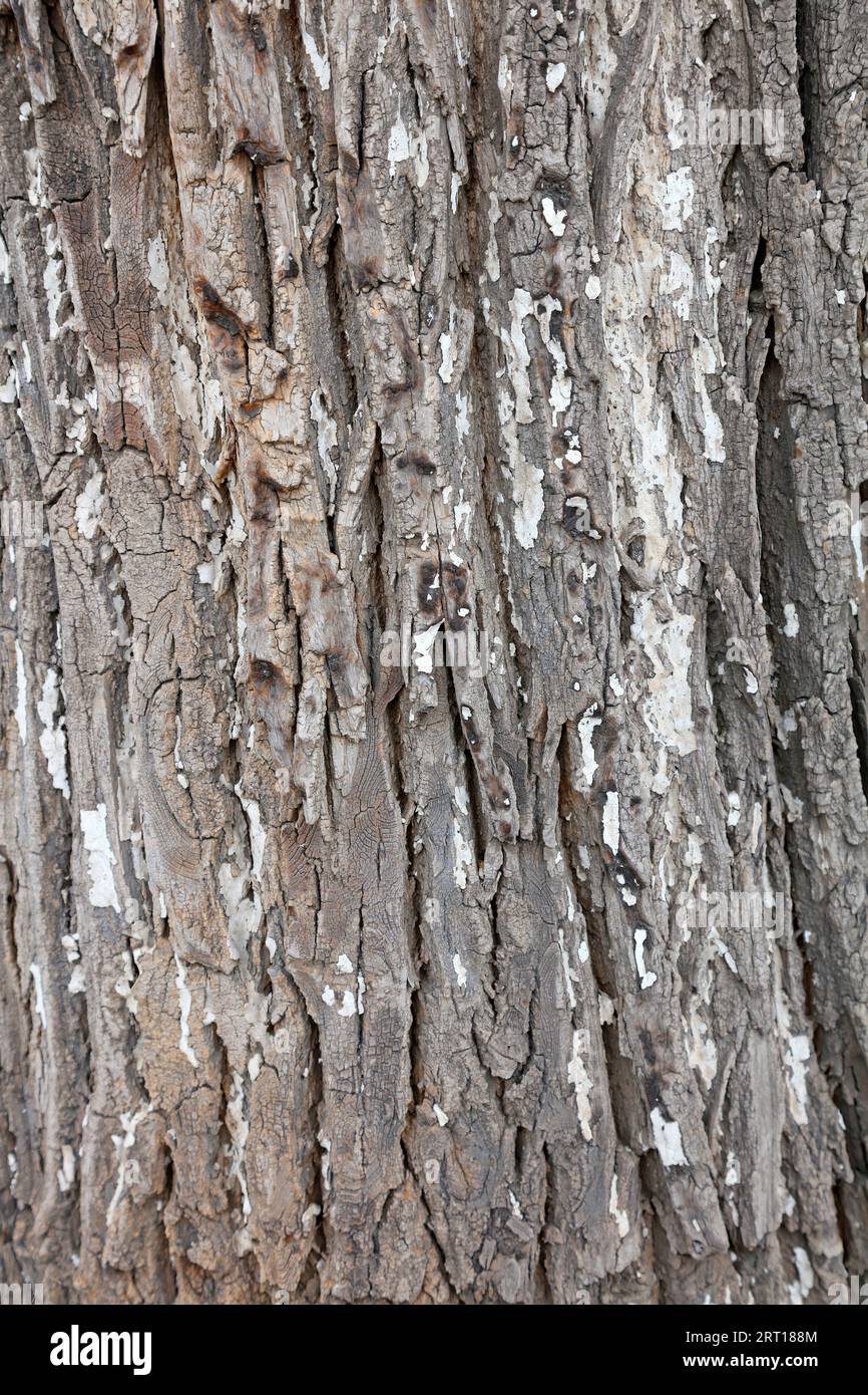 Canada yang hi-res stock photography and images - Alamy