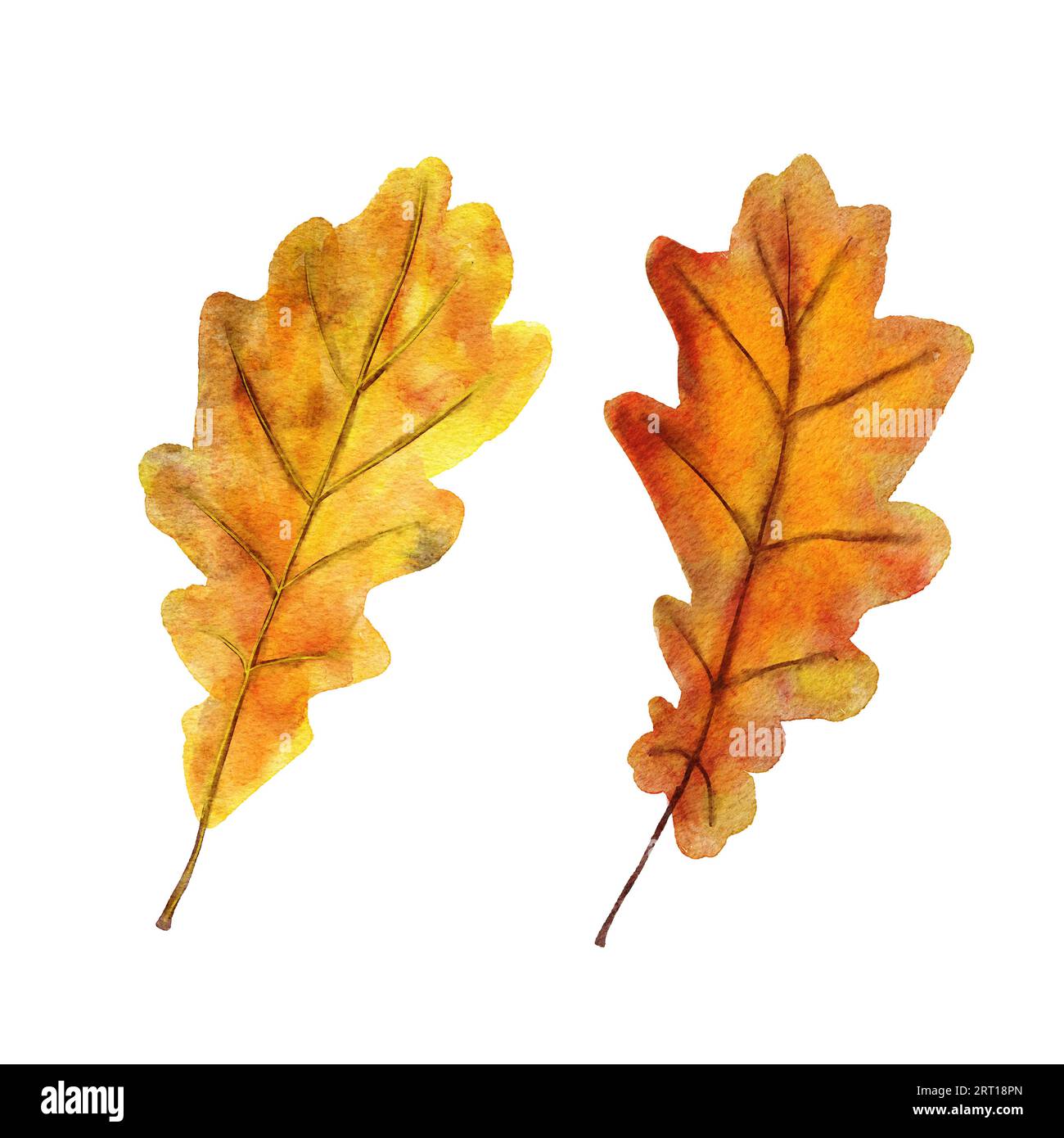 Watercolor hand drawn illustration of red orange yellow fall autumn ...