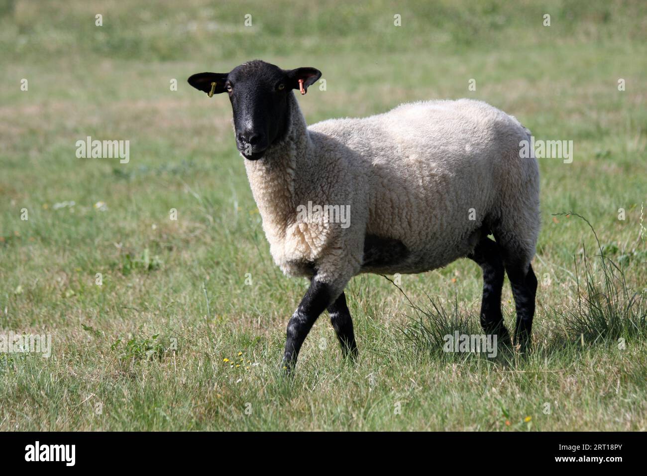 Lone sheep hi-res stock photography and images - Alamy