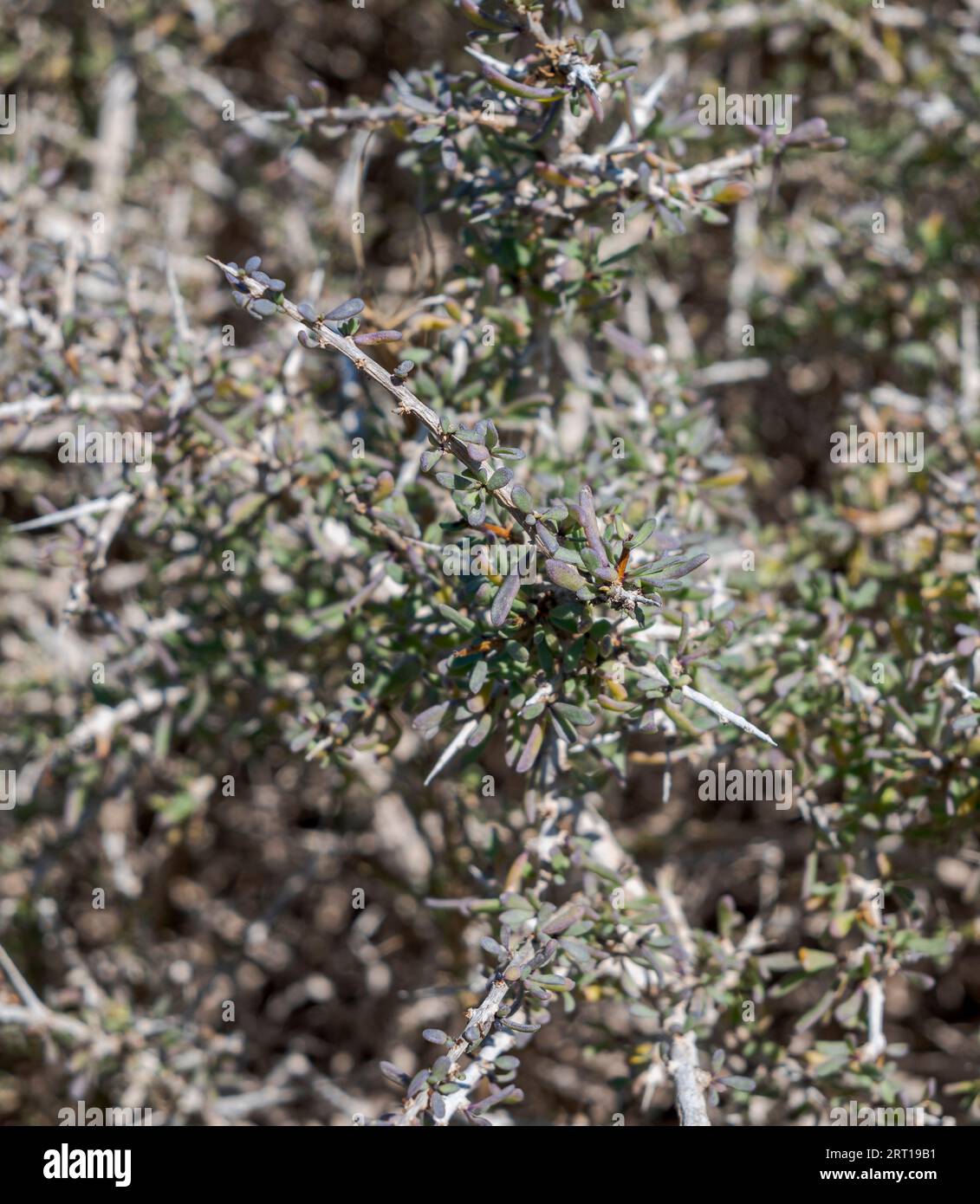 Southern boxthorn, Lycium intricatum. Photo taken in the Tabarca Island ...