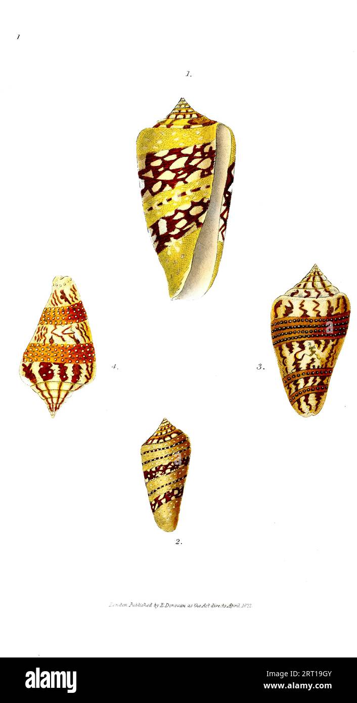 Conchology hi-res stock photography and images - Alamy