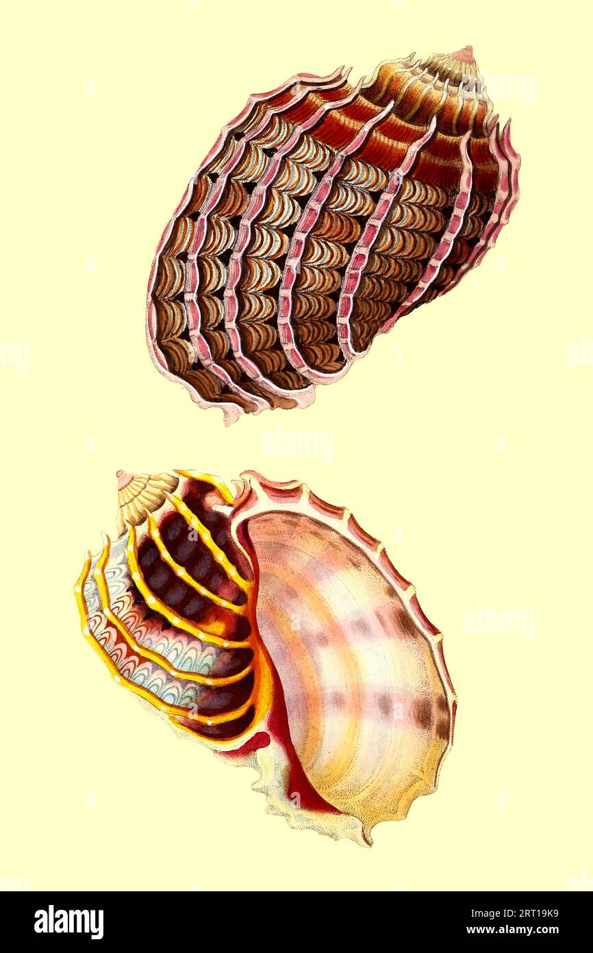 Harpa, Buccinum var testudo, Tortoise-Shell Harp Coloured Plate from ...