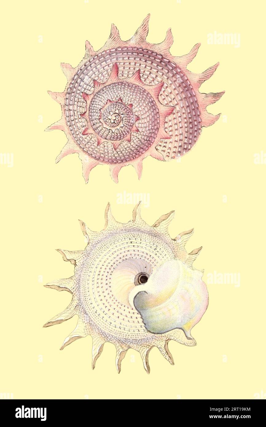 Edward donovan shell hi-res stock photography and images - Alamy
