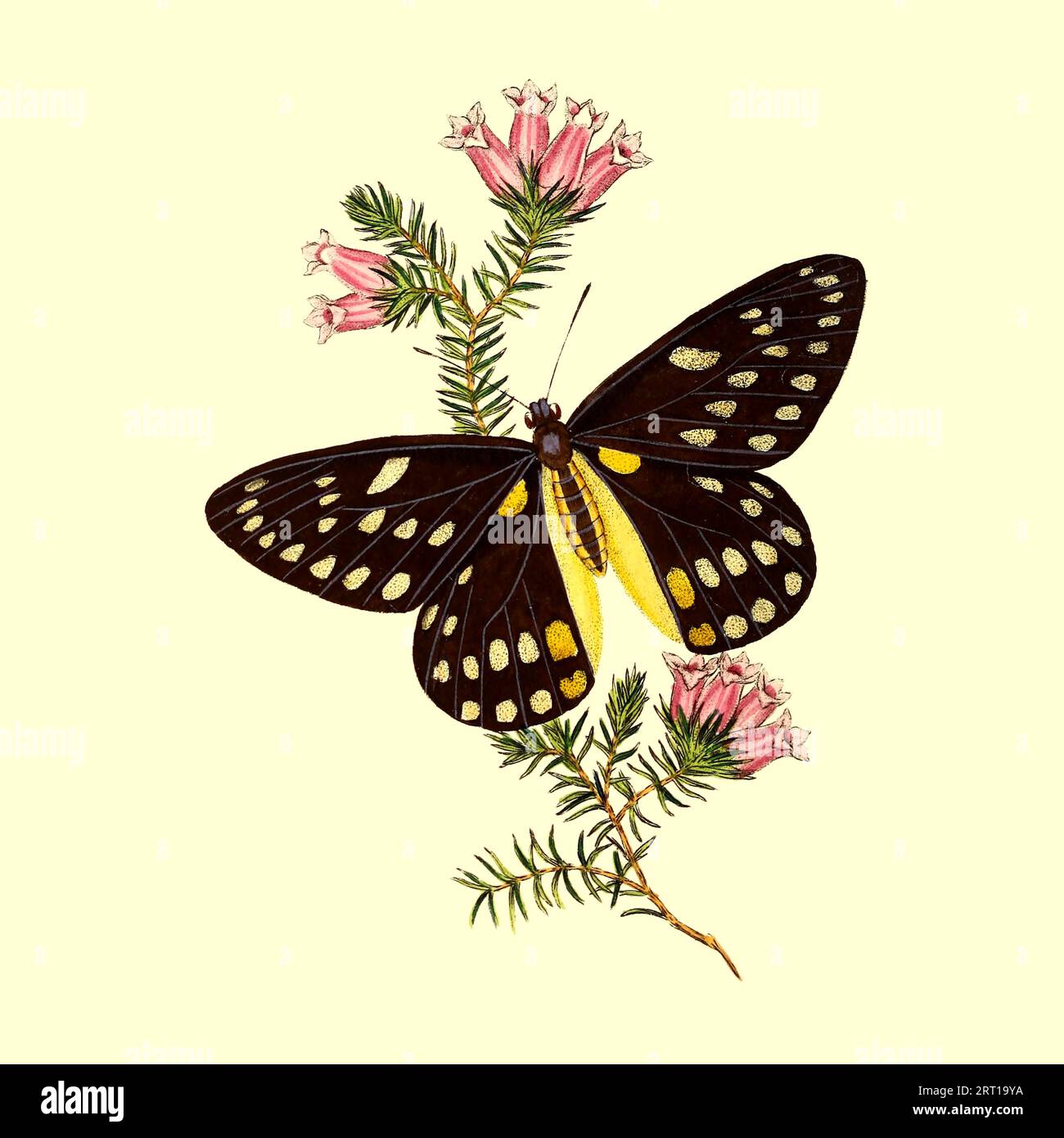 Belladonna painting hi-res stock photography and images - Alamy