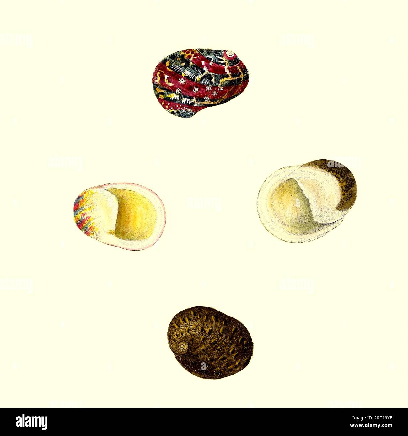 Edward donovan shell hi-res stock photography and images - Alamy