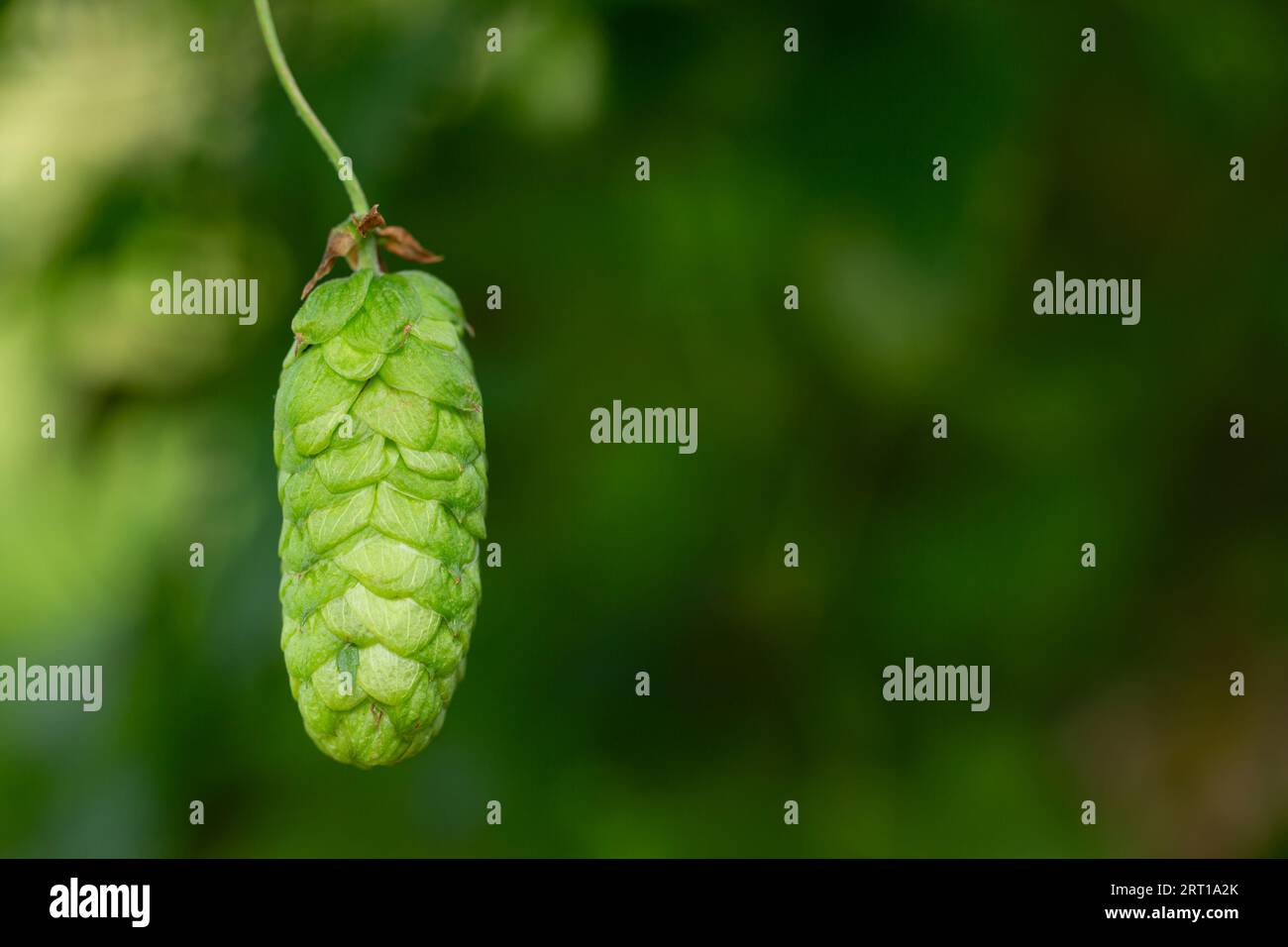 Hop flower hi-res stock photography and images - Alamy