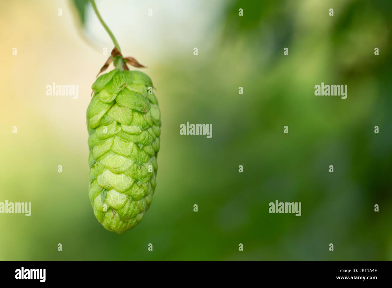 Flower hop hi-res stock photography and images - Alamy