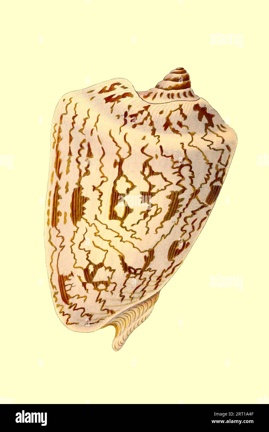 Voluta Scapha, Great Reticulated Boat Shell or Noble Volute Univalve ...