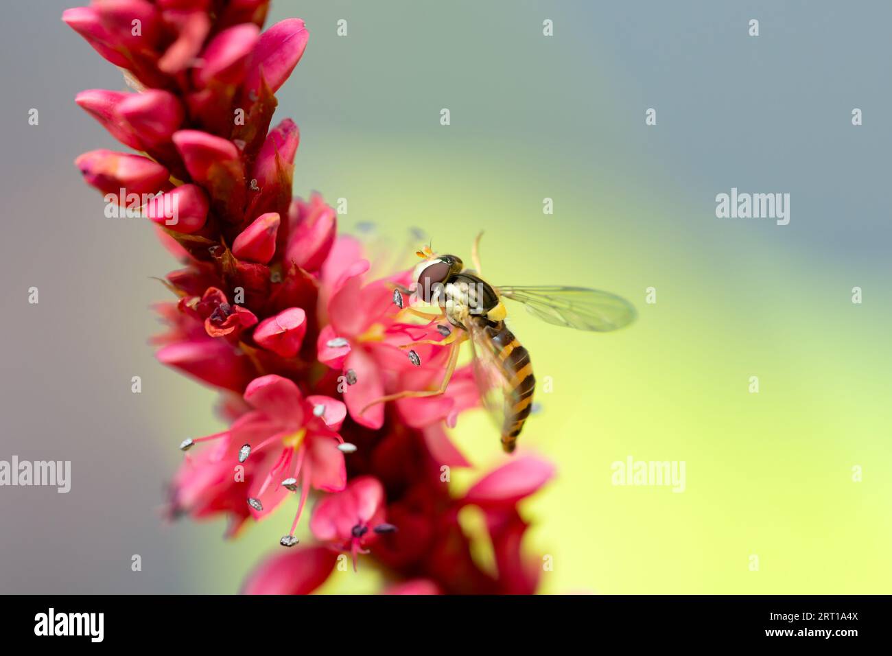 Sphaerophoria scripta (Long Hoverfly) female on Bistorta amplexicaulis ...