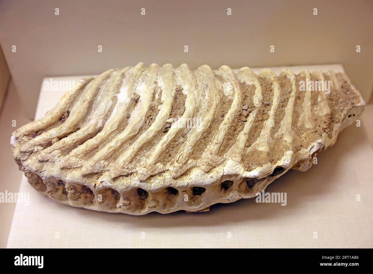 Fossil vertebrae hi-res stock photography and images - Alamy