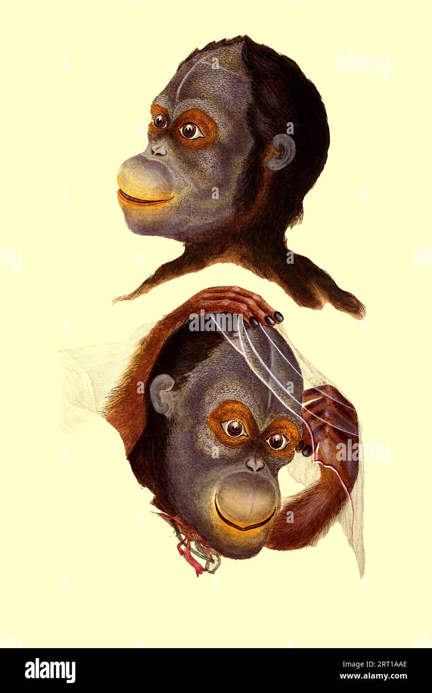 Satyrus Simia, Rufous Orang-Outang study of the head Coloured Plate ...
