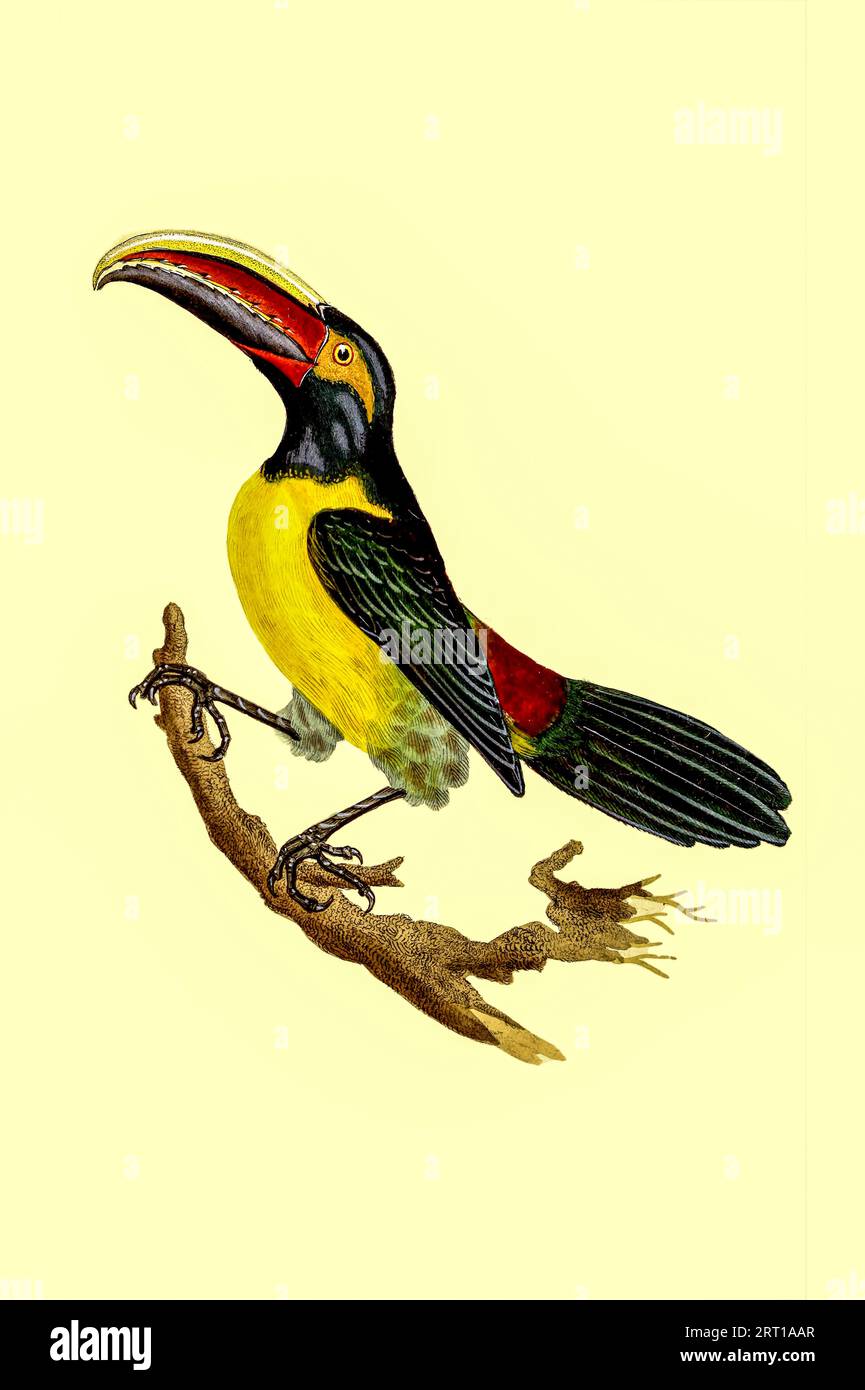Toucan drawing historical hi-res stock photography and images - Alamy