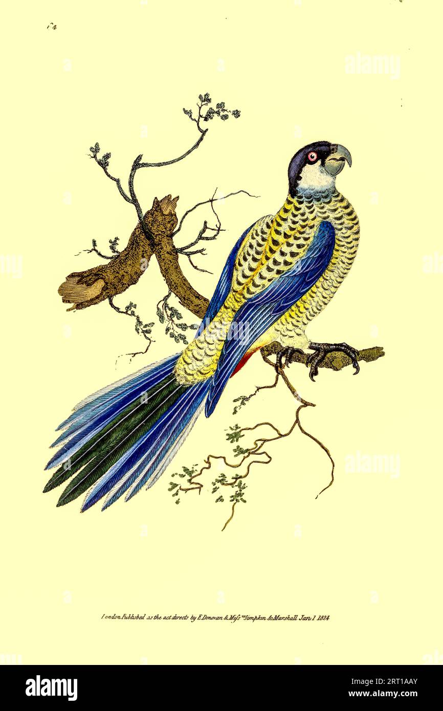 Naturalists repository hi-res stock photography and images - Alamy