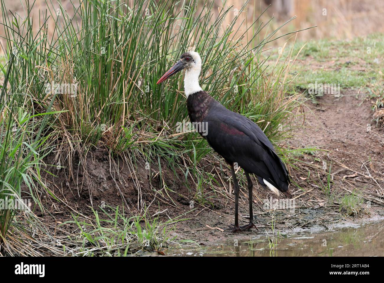 African game park hi-res stock photography and images - Alamy