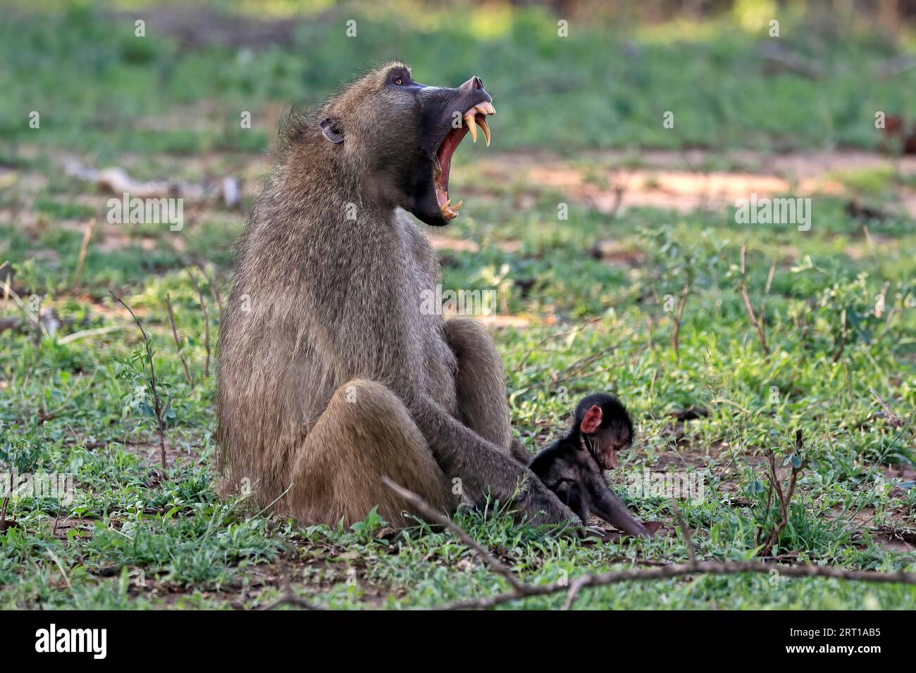 Bear baboon, chacma baboon (Papio ursinus), adult, female, mother ...