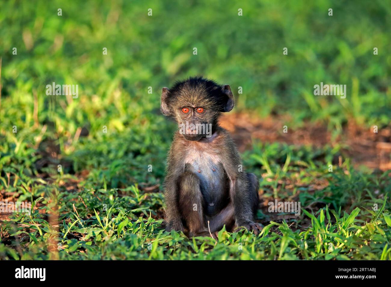 Bear baboon hi-res stock photography and images - Alamy