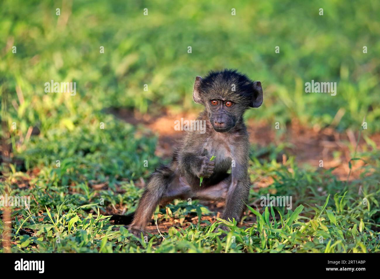 Bear baboon, chacma baboon (Papio ursinus), young, on ground, with food ...
