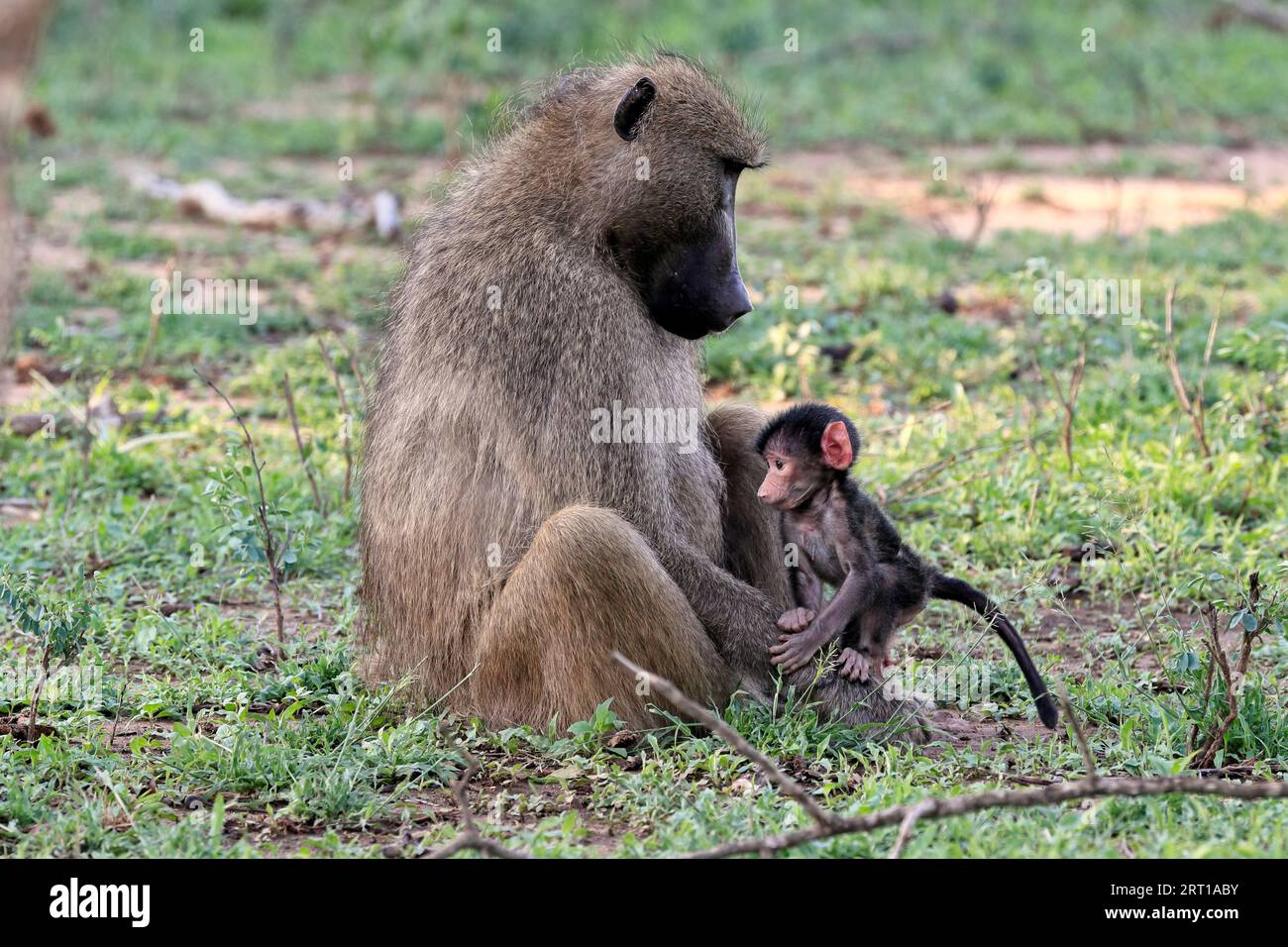 Bear baboon, chacma baboon (Papio ursinus), adult, female, mother ...