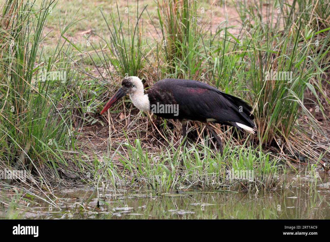 African Woolly-necked Stork (Ciconia microscelis), adult, waterfront ...