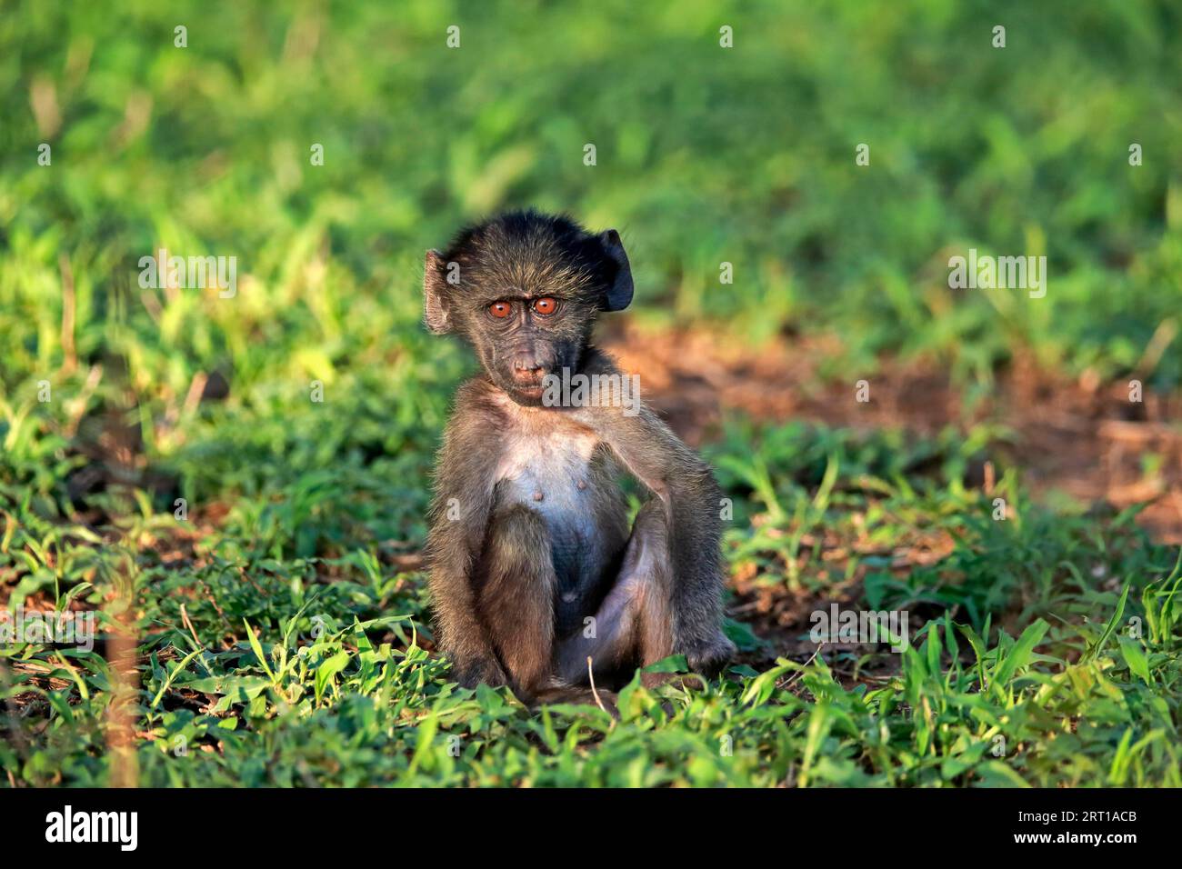 Bear baboon, chacma baboon (Papio ursinus), young, sitting, on ground ...