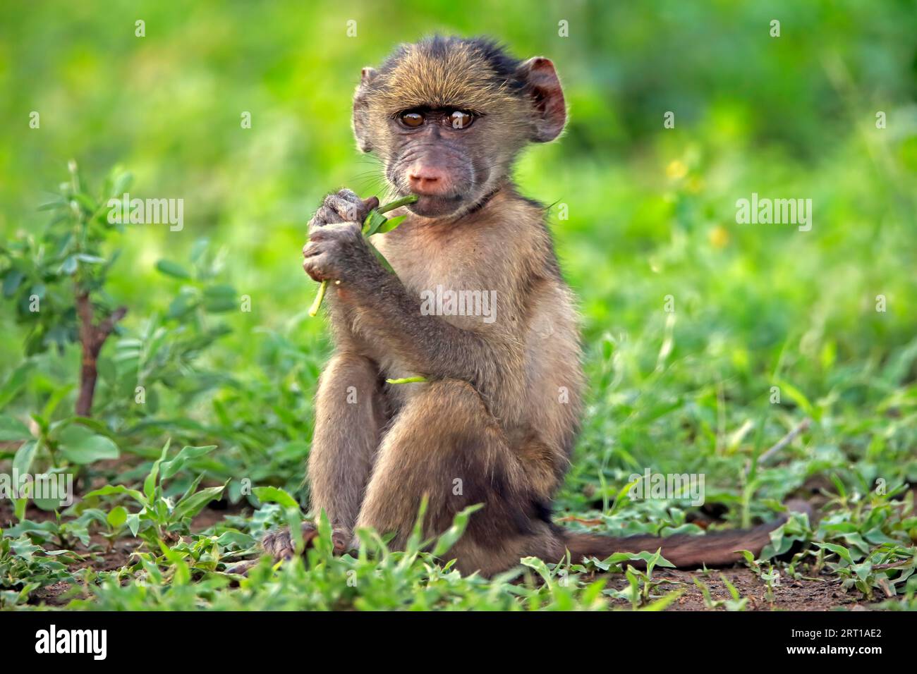Bear baboon, chacma baboon (Papio ursinus), young, sitting, on ground ...