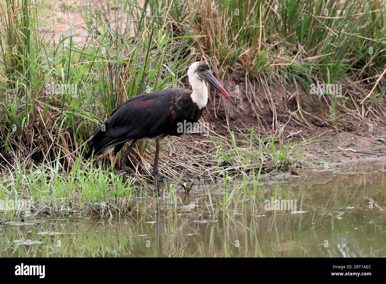 African Woolly-necked Stork (Ciconia microscelis), adult, waterfront ...