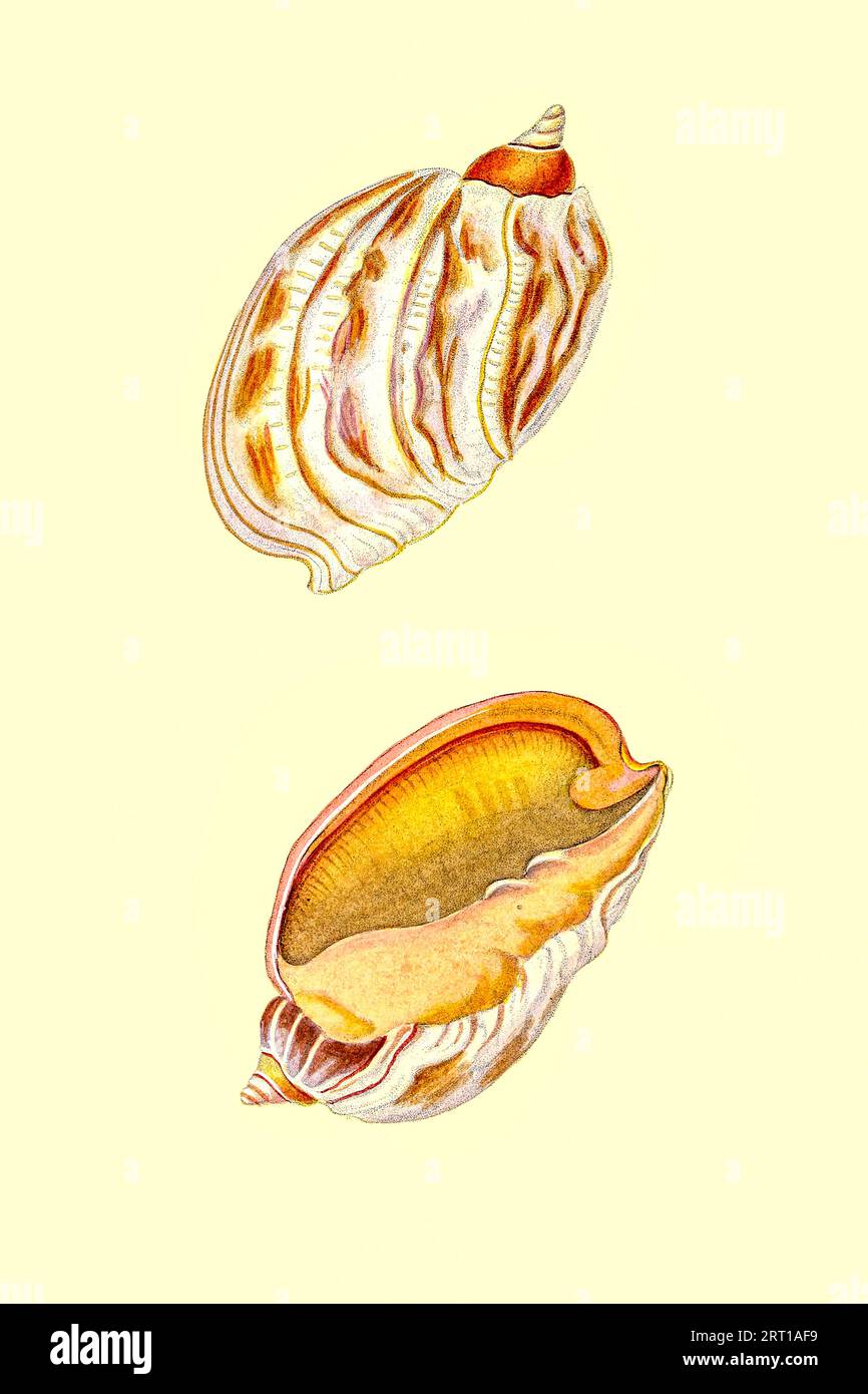 Edward donovan shell hi-res stock photography and images - Alamy