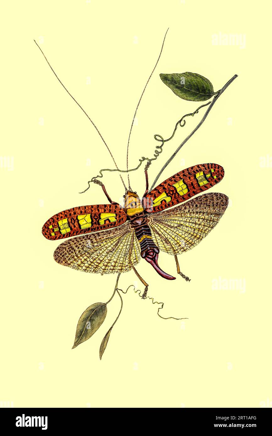 Donovans insects hi-res stock photography and images - Alamy