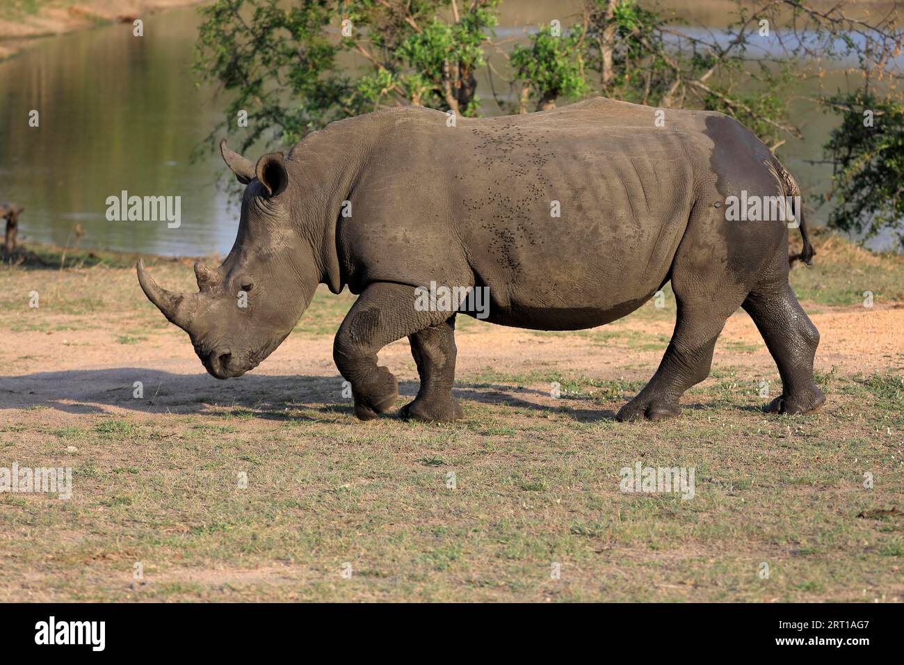 White rhinoceros (Ceratotherium simum), adult, running, Sabi Sand Game ...
