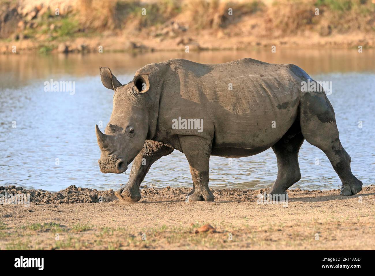 White rhinoceros (Ceratotherium simum), adult, at the water, running ...