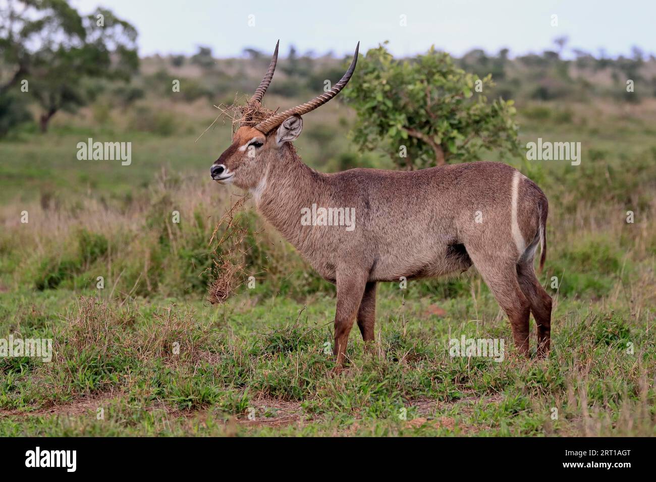 Ellipsen waterbuck (Kobus ellipsiprymnus), adult, male, foraging, alert ...