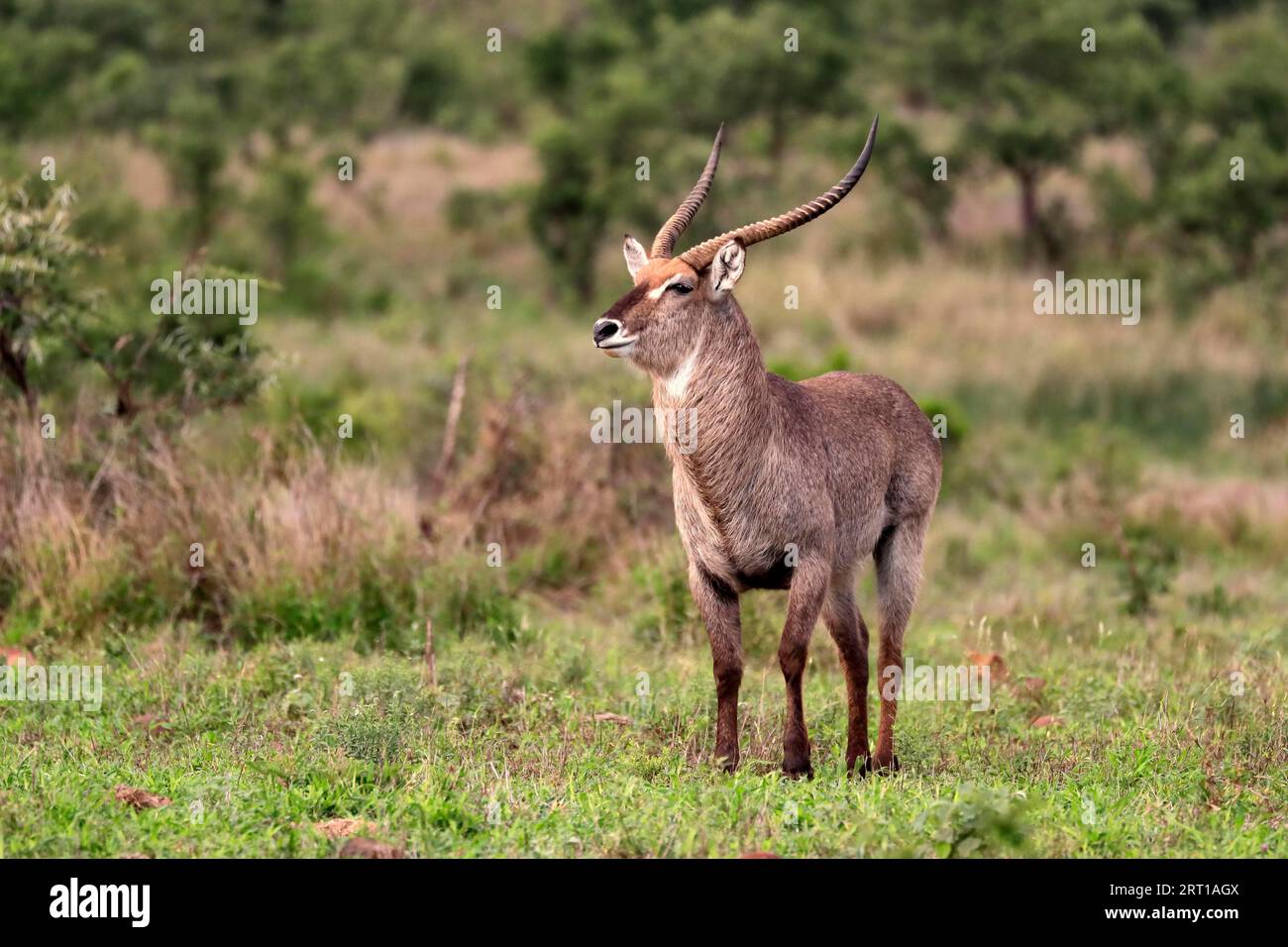 Ellipsen waterbuck (Kobus ellipsiprymnus), adult, male, foraging, alert ...