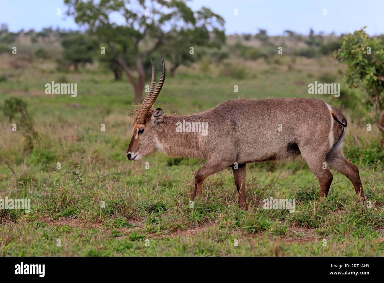 Ellipsen waterbuck (Kobus ellipsiprymnus), adult, male, foraging, alert ...