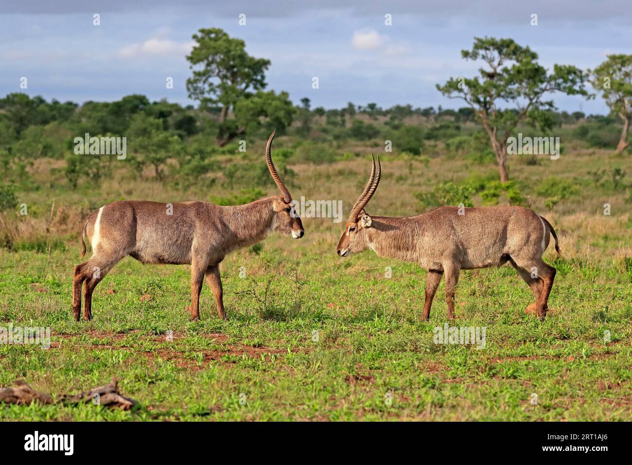 Ellipsen waterbuck (Kobus ellipsiprymnus), adult, male, two males ...