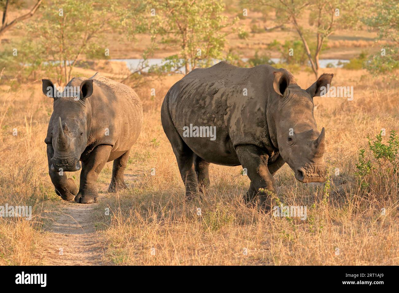 White rhinoceros (Ceratotherium simum), adult, running, two animals ...