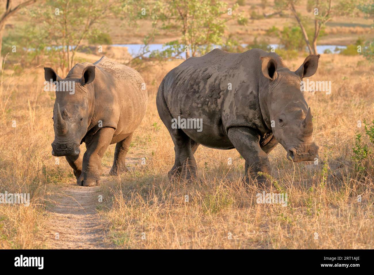 White rhinoceros (Ceratotherium simum), adult, running, two animals ...