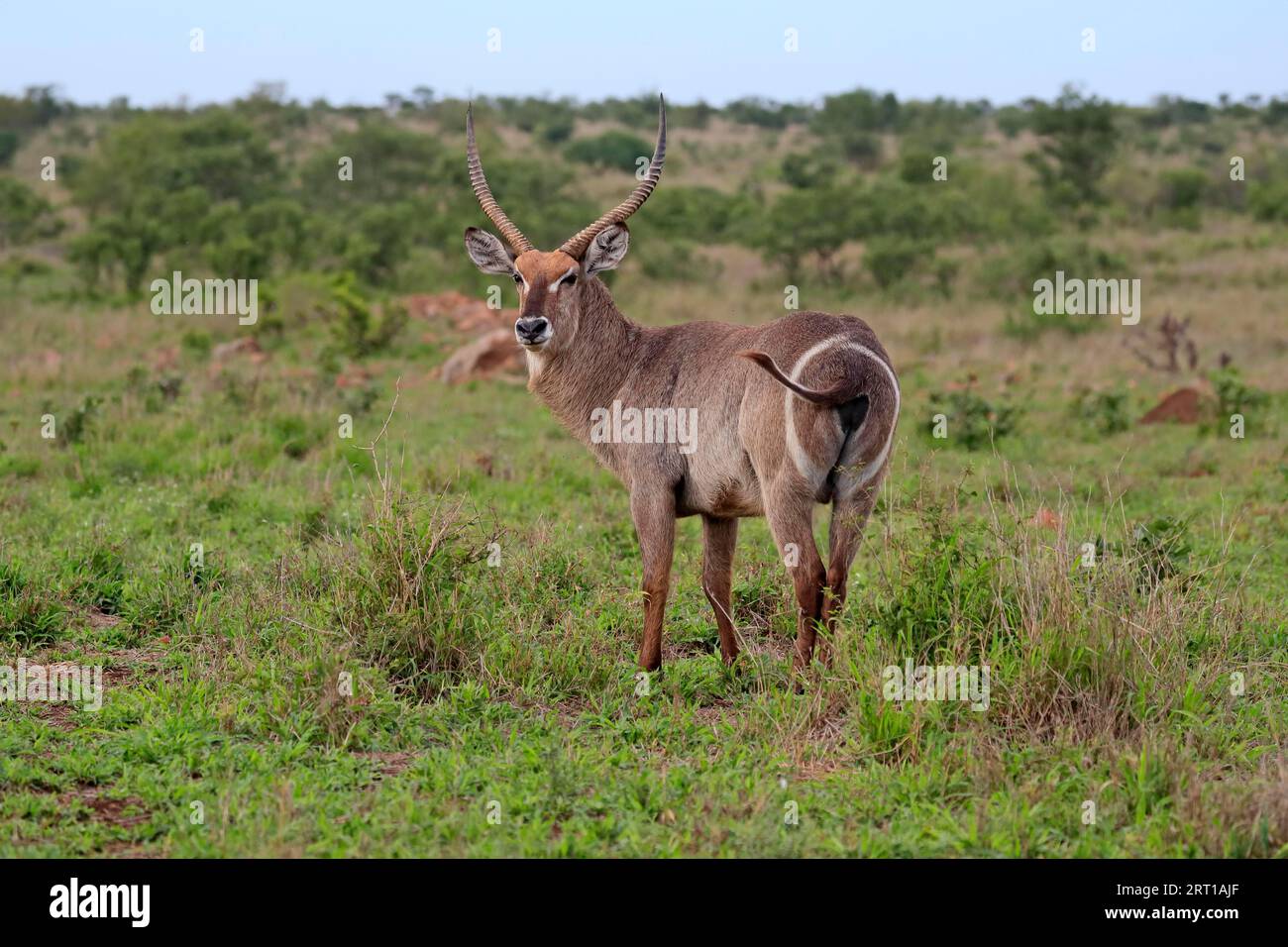 Ellipsen waterbuck (Kobus ellipsiprymnus), adult, male, foraging, alert ...
