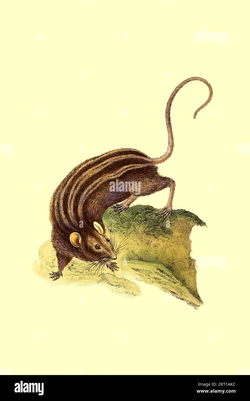 Rattus donovani, Donovan's Rat Coloured Plate from ' The Naturalist's ...
