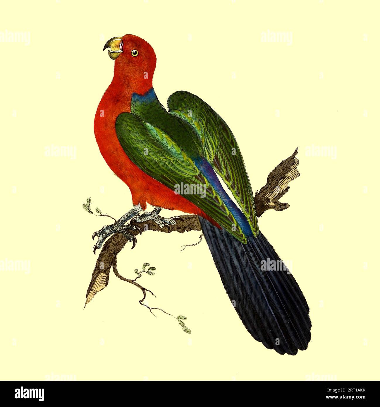 The maroon shining parrot or red shining-parrot (Prosopeia tabuensis ...