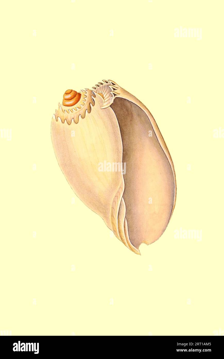 Edward donovan shell hi-res stock photography and images - Alamy