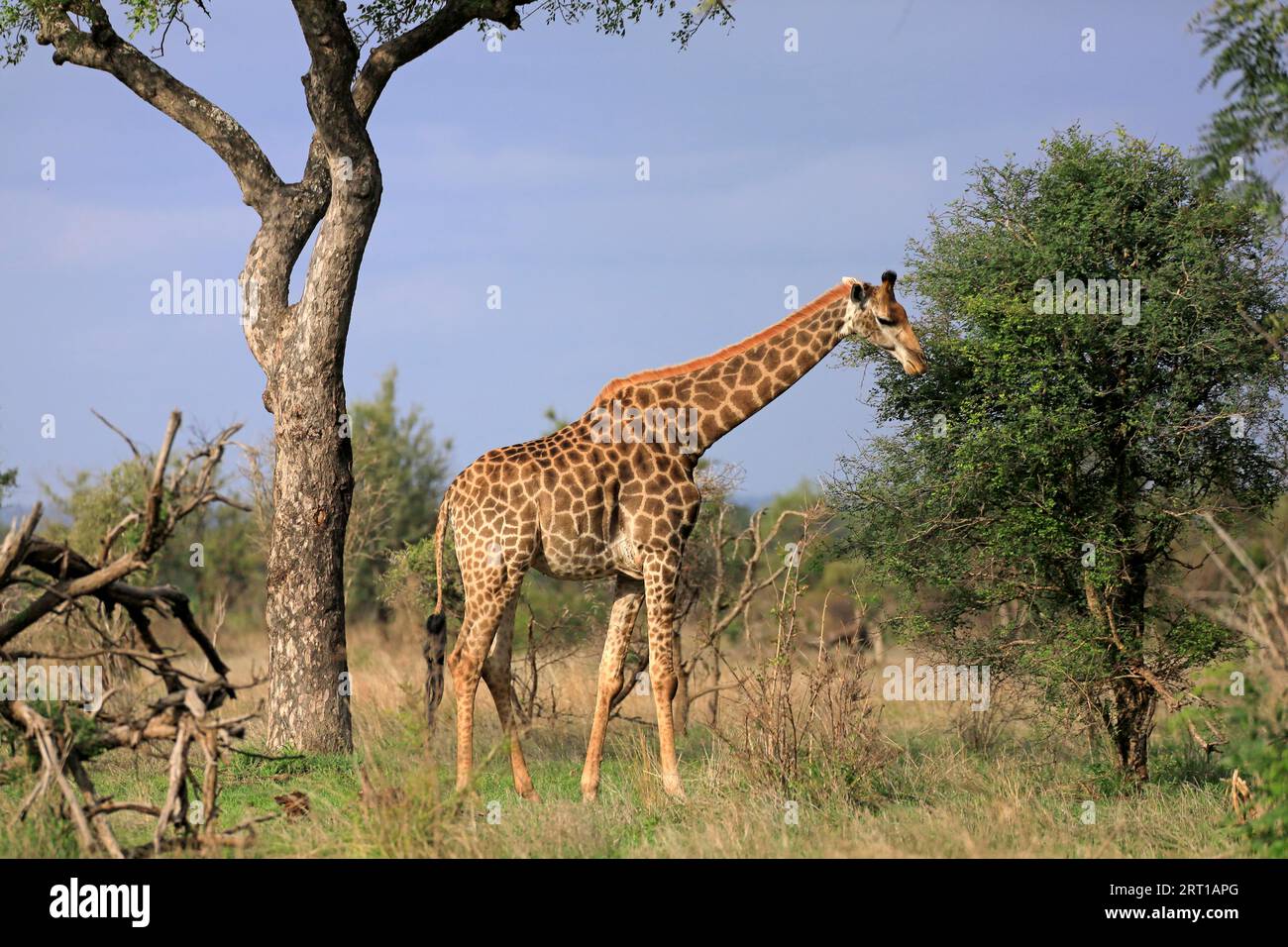 Southern giraffe (Giraffa camelopardalis giraffa), adult, walking ...