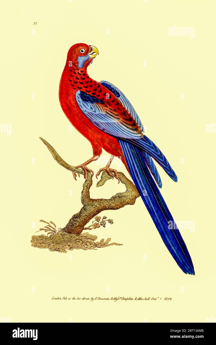 Platycercus pennantii hi-res stock photography and images - Alamy