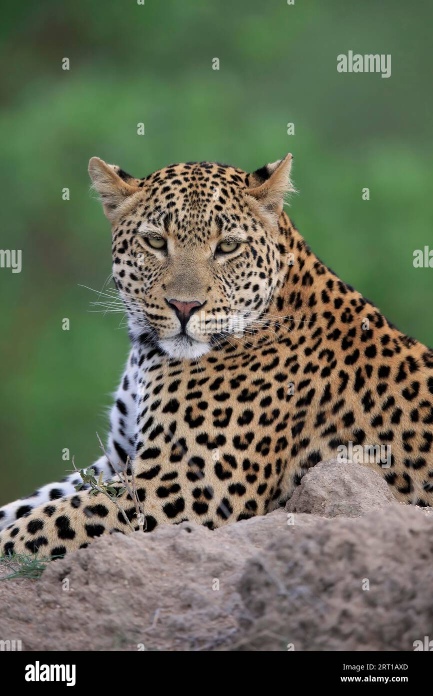 Leopard (Panthera pardus), adult, portrait, lying, on rocks, Sabi Sand ...