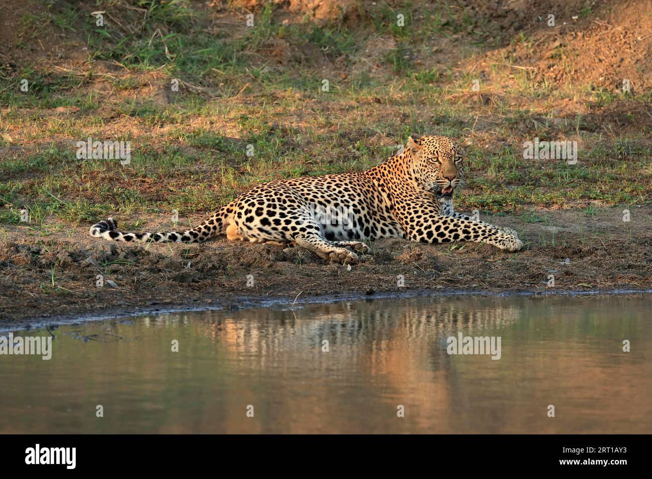 Leopard (Panthera pardus), adult, relaxed, lying, by the water, Sabi ...