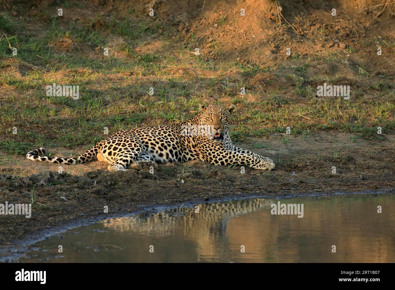 Leopard (Panthera pardus), adult, relaxed, lying, by the water, Sabi ...
