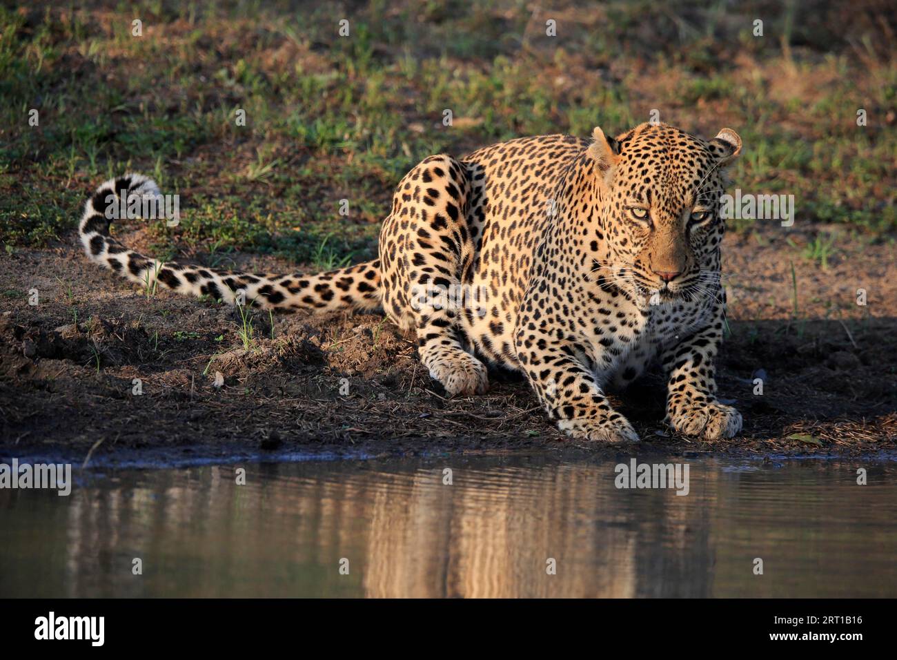 Leopard (Panthera pardus), adult, at the water, at the waterhole, Sabi ...